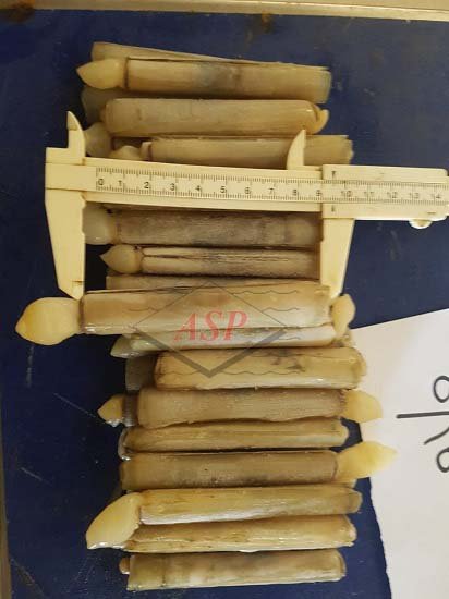 Products : Arabian Sea Products