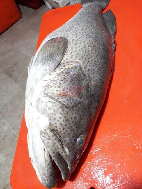 Products : Arabian Sea Products