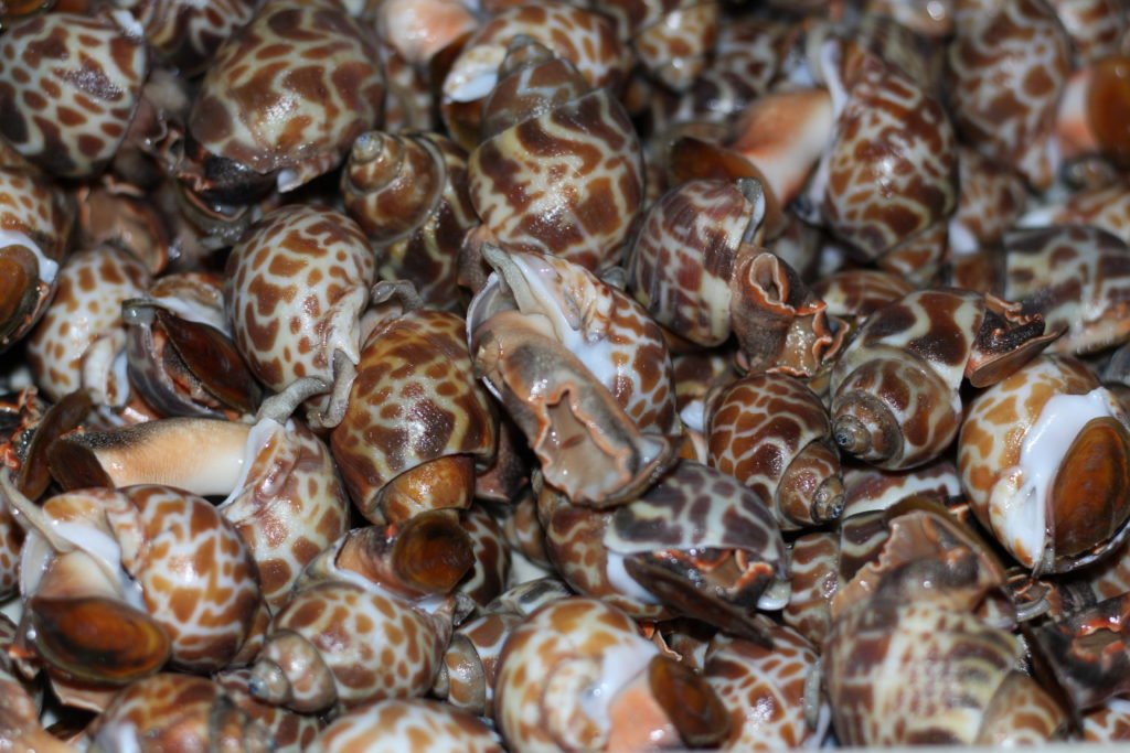 Products : Arabian Sea Products